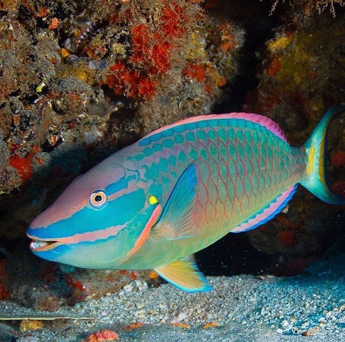 14 Gambar Ikan Bayan Yang Wow