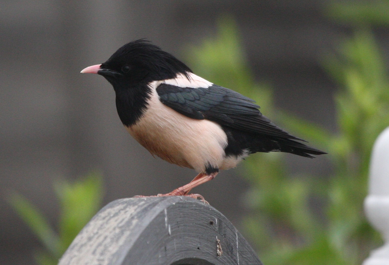 We Bird North Wales: Snowdonia to Rhos on Sea