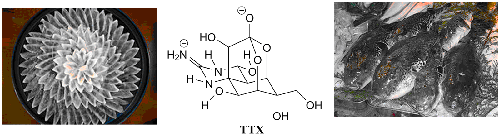 Tetrodotoxin