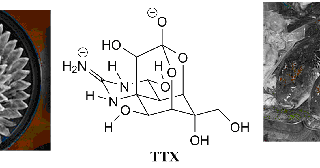 Tetrodotoxin