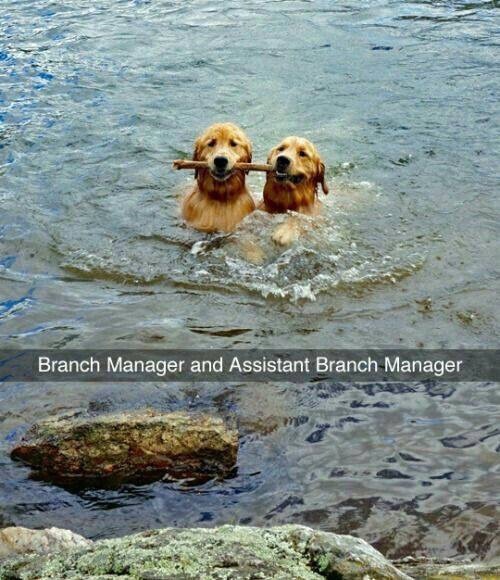 Branch manager and assistant branch manager
