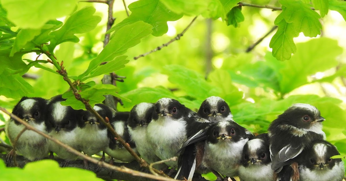 PASARI DIN ROMANIA: PITIGOI CODAT, Pui si juvenili (2), Aegithalos caudatus