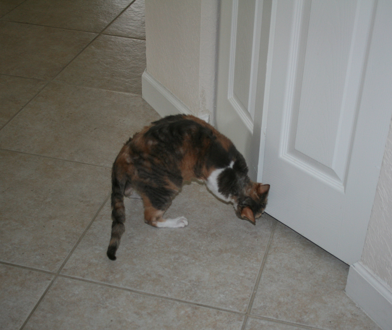 Daisy the Curly Cat: Breaking and... Breaking!