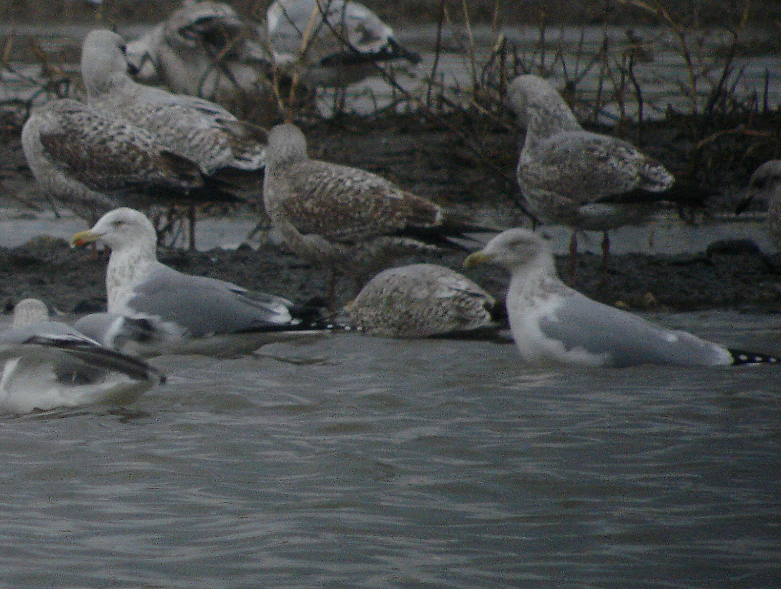 Non-Stop Birding: Gulling and mushing