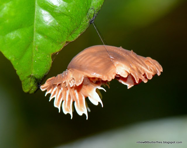 The Forested Path (and Beyond): BUTTERFLIES of RAUB: The Malayan ...