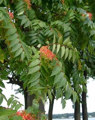 Sumac in the Fall - Creasey Mahan Nature Preserve