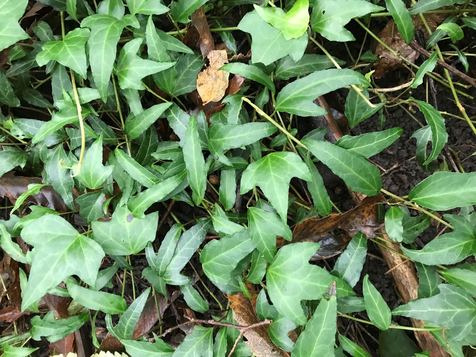 Botanising in Huntingdonshire, Yorkshire and Beyond: Atlantic Ivy ...