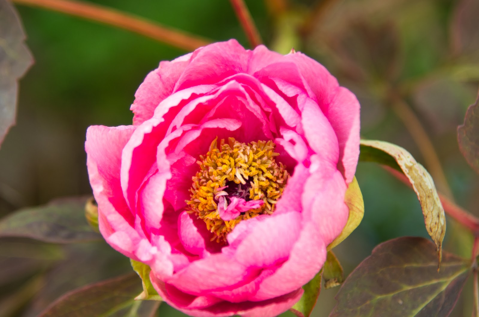 Strauch-Päonie - Paeonia suffruticosa cv.