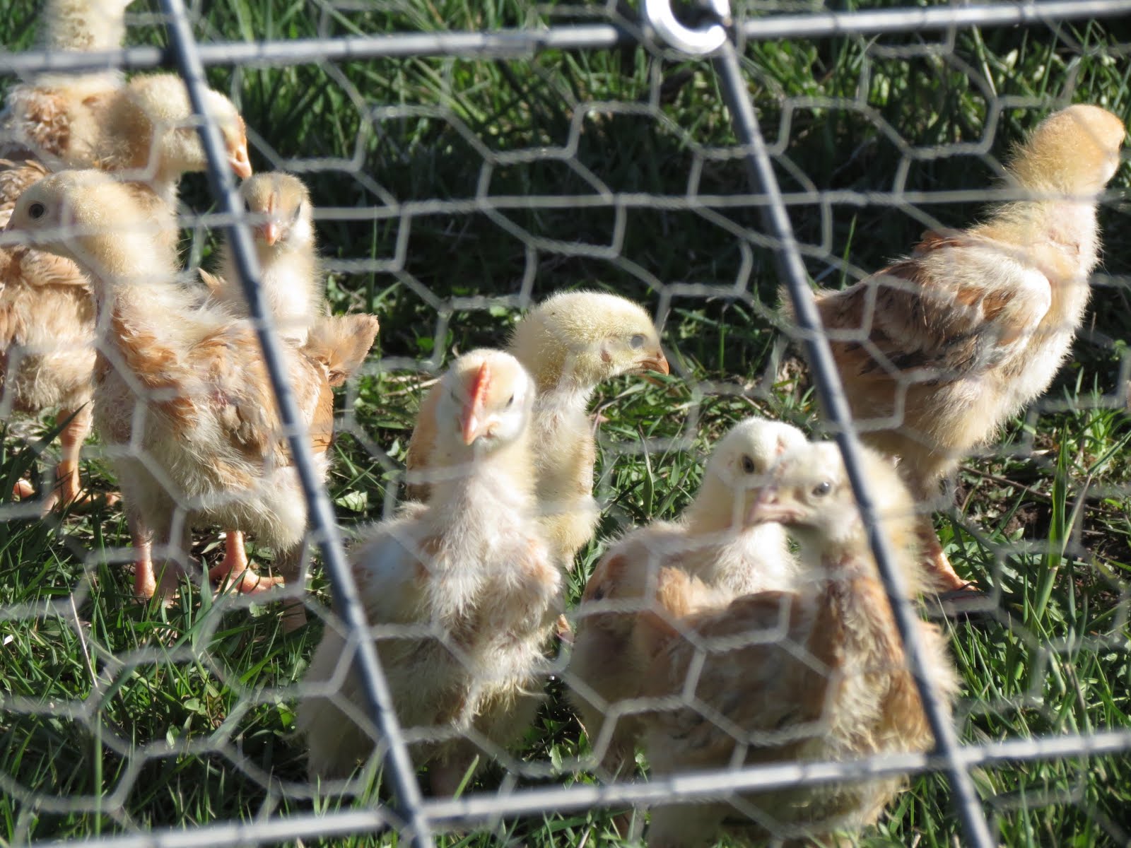 Journey School Stories: The Birth of a Chick