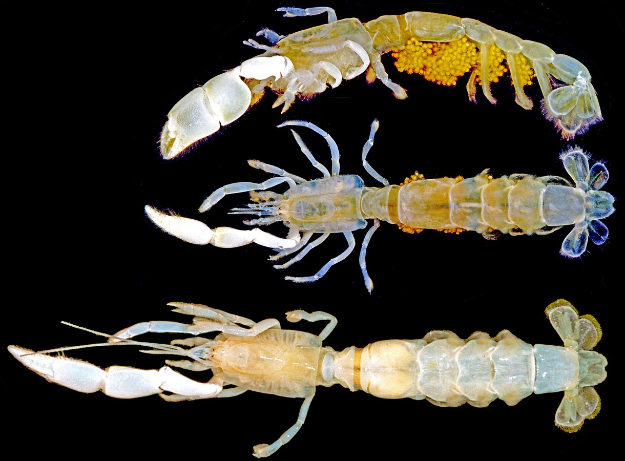 Species New to Science: [Crustacea • 2020] Pugnatrypaea emanata • A New ...