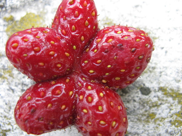 Deformutilation: Mutant Strawberries