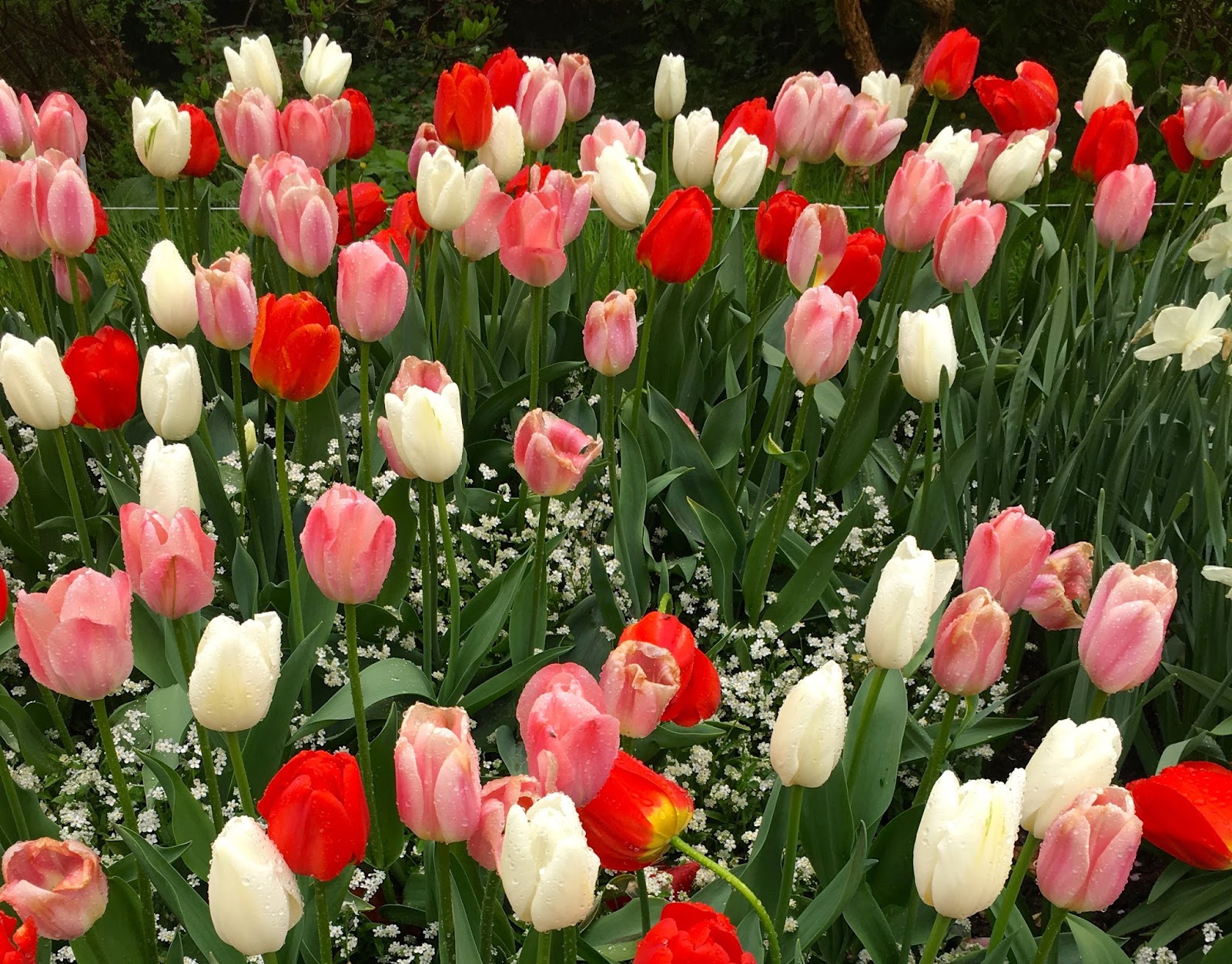 Trädgårdsdrömmar i Väst: Tulpaner, tulpaner, tulpaner!
