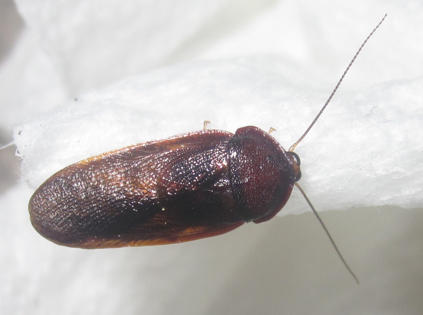 Invertebrate Dude: Perisphaerus punctatus: New Roly Poly Roaches!!!