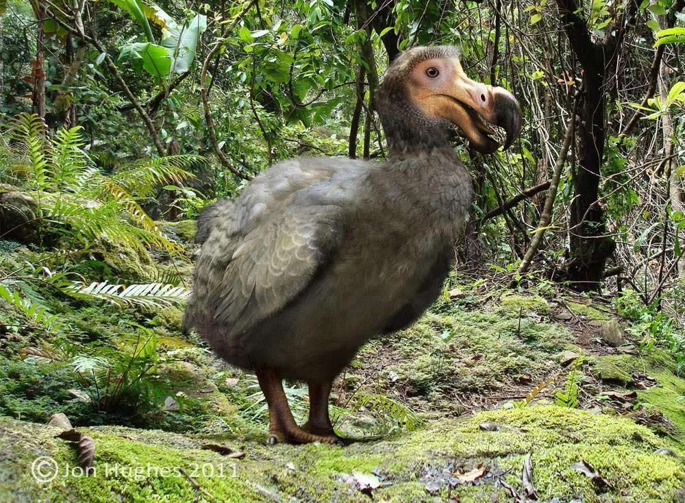 Jon hughes - Digital Artist: dead as a Dodo