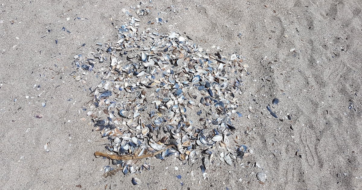 cluc24: Doar o scoică....