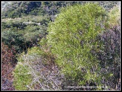 PUESTO LAS CHILCAS - RP 13 | Huellas Cuyanas