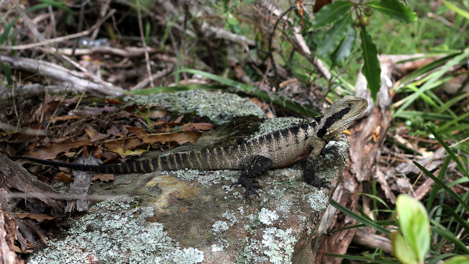 Persyl aux antipodes
