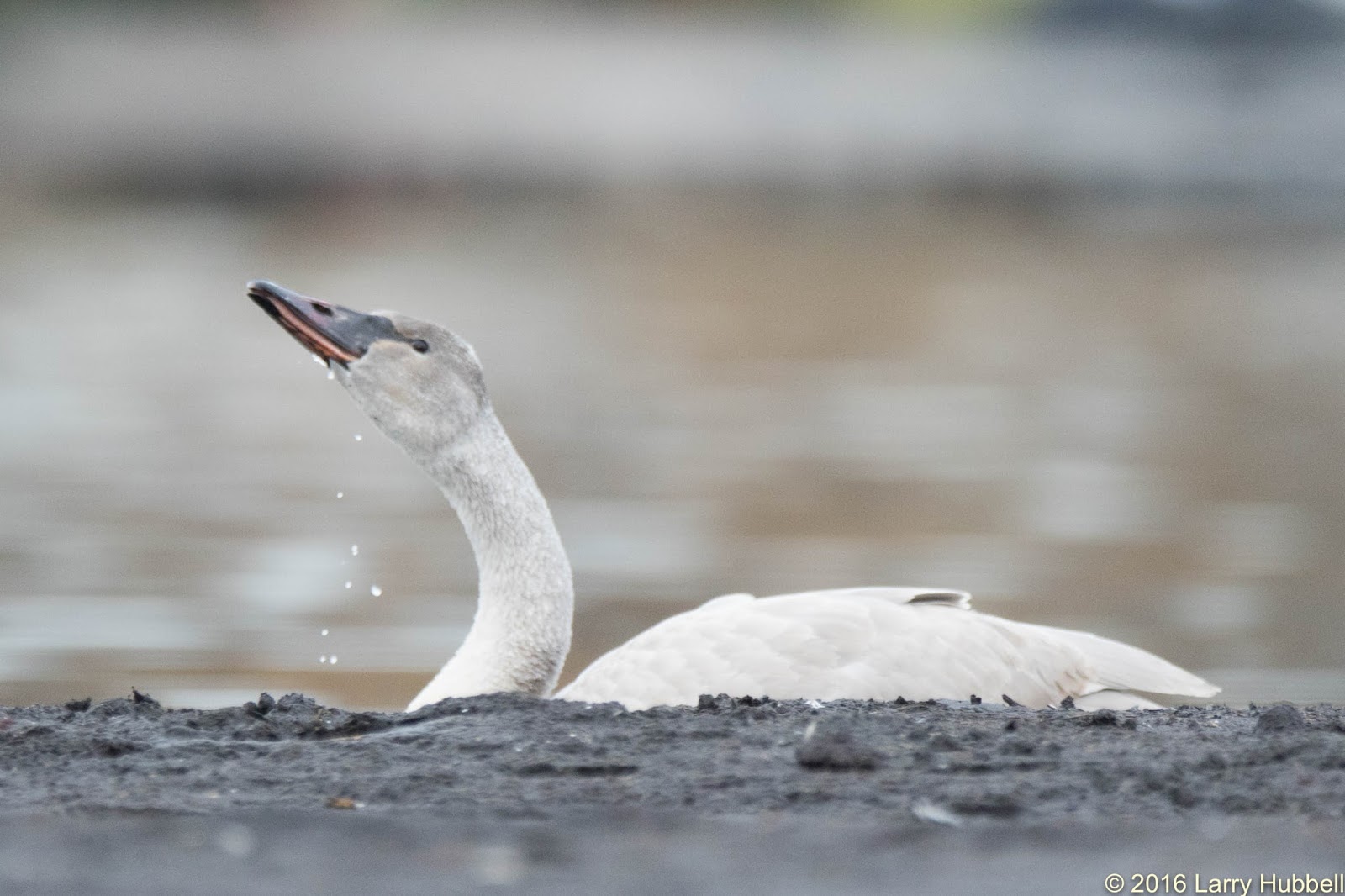 Union Bay Watch : The World's Largest Swans