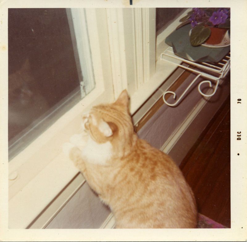 Found Snaps Capture Lovely Moments of "a Cat at Home" in the Early ...