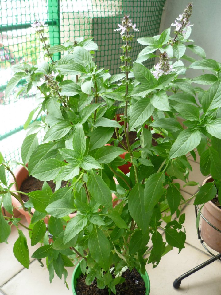 The Thankful Housewife: Easy Peasy Basil Rice Porridge - Bubur Selasih