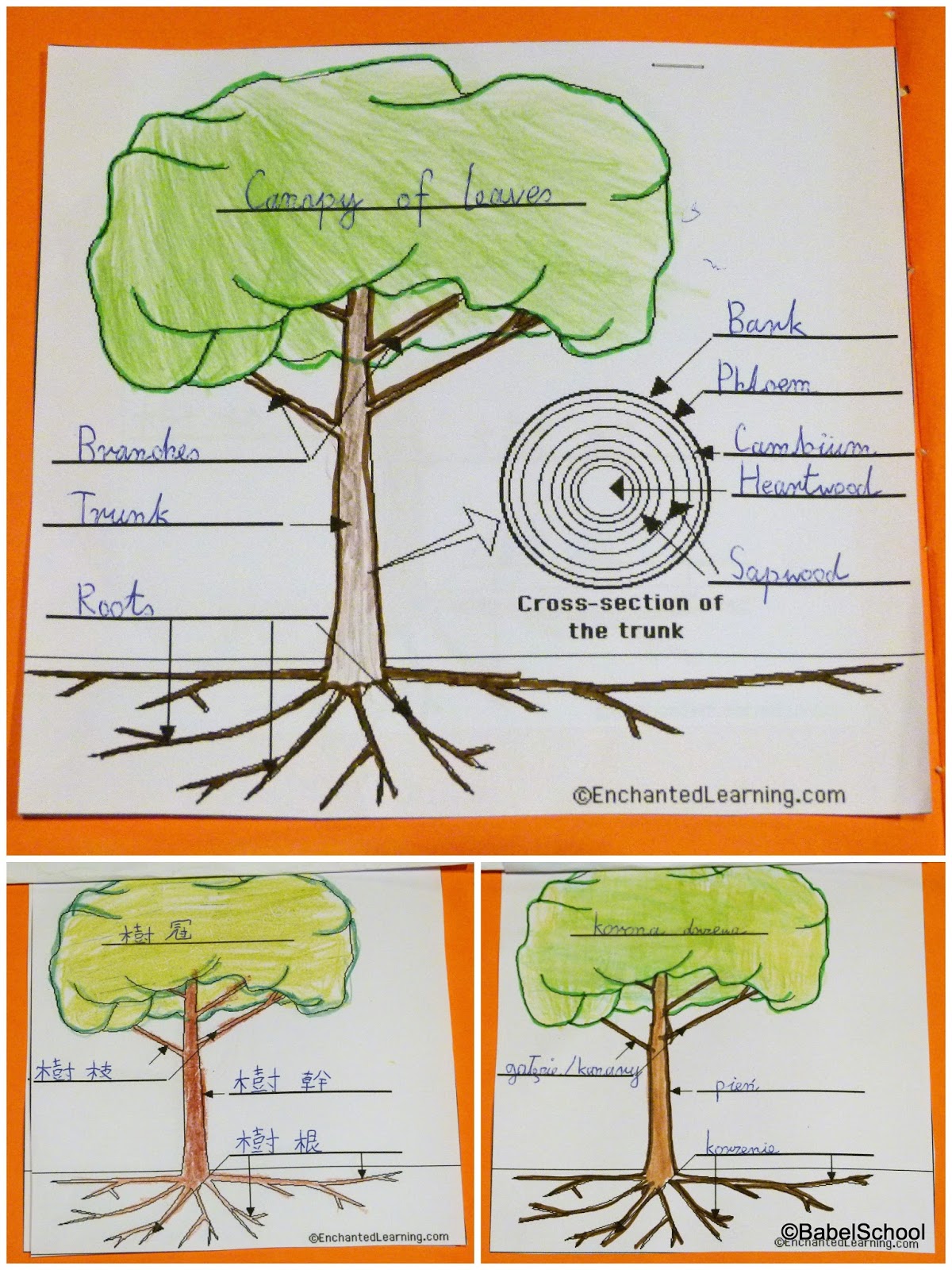 Lapbook: Trees - Drzewa