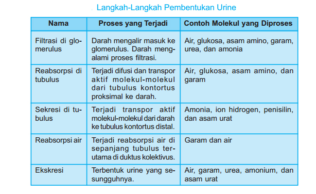 Proses Pembentukan Urine
