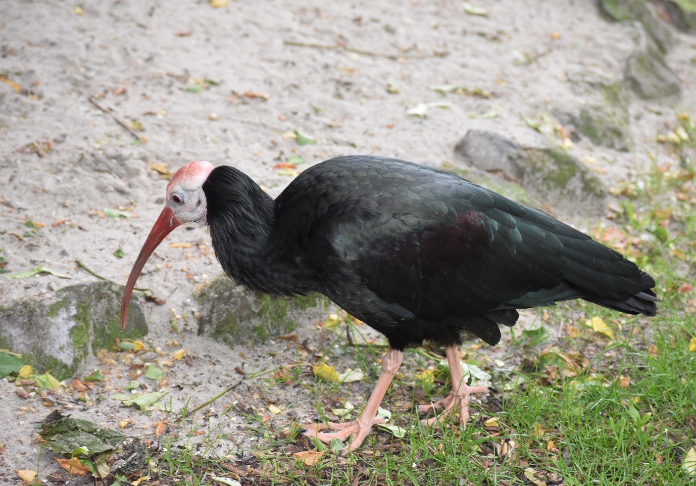ZOOTOGRAFIANDO (6.100 ANIMALS): IBIS CALVO / SOUTHERN BALD IBIS ...