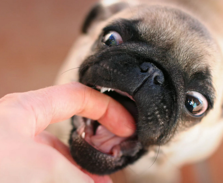 Dog Tips Secret - 10 Tips to Help You Train Your Puppy | Dog Tips Secret