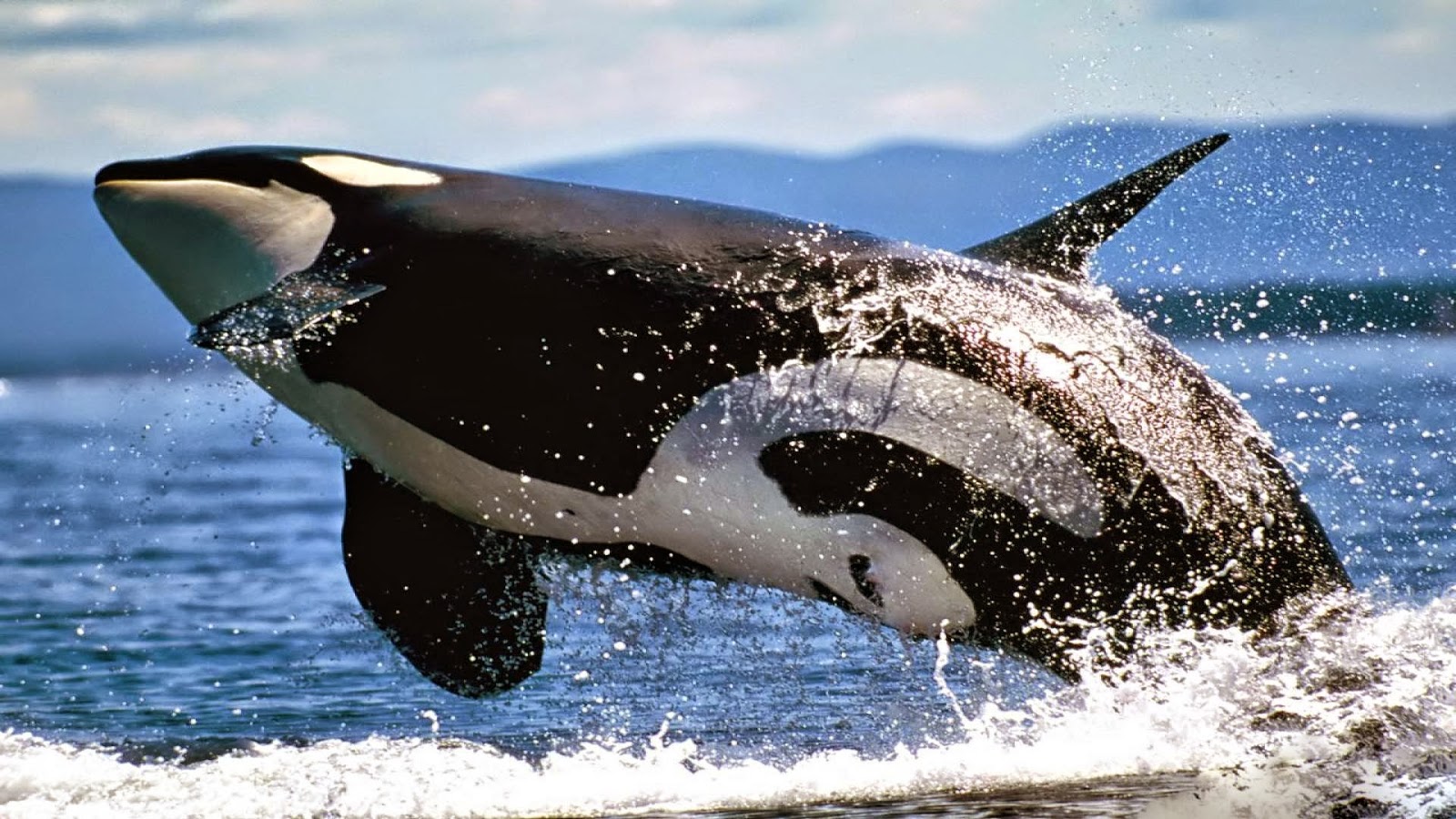 Orca - HD Wallpapers | Earth Blog