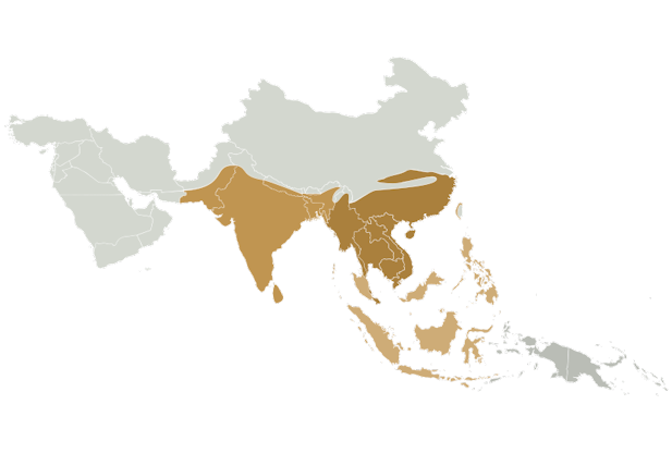 Indo-Malaysian Rainforest