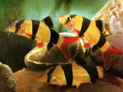 The family of aquarium fish loaches (Cobitidae): Botia macracantha ...