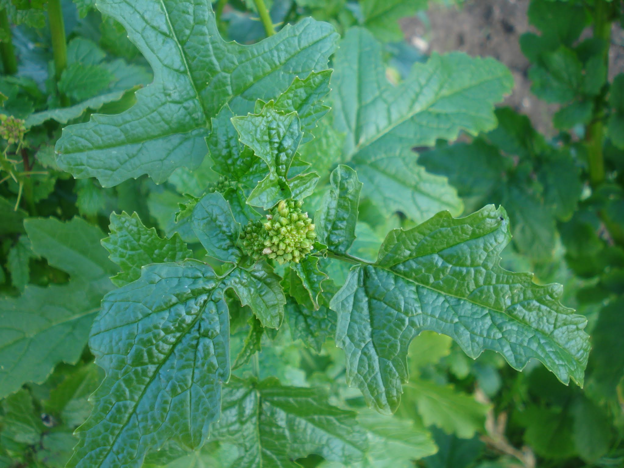 amicidellortodue: SENAPE BIANCA