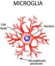 El Cerebro de Niños y Adolescentes: La Microglía