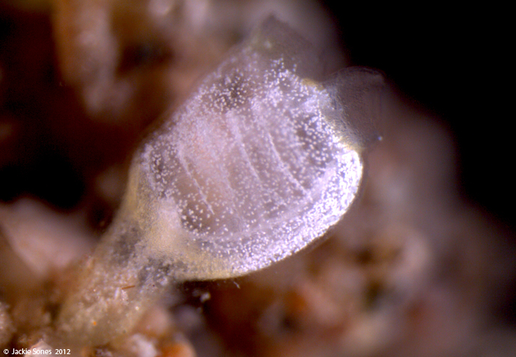 The Natural History of Bodega Head: The tiny tunicate, Pycnoclavella