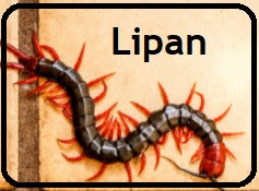 Anim Agro Technology: CARA HALAU LIPAN DAN RAWAT BISANYA