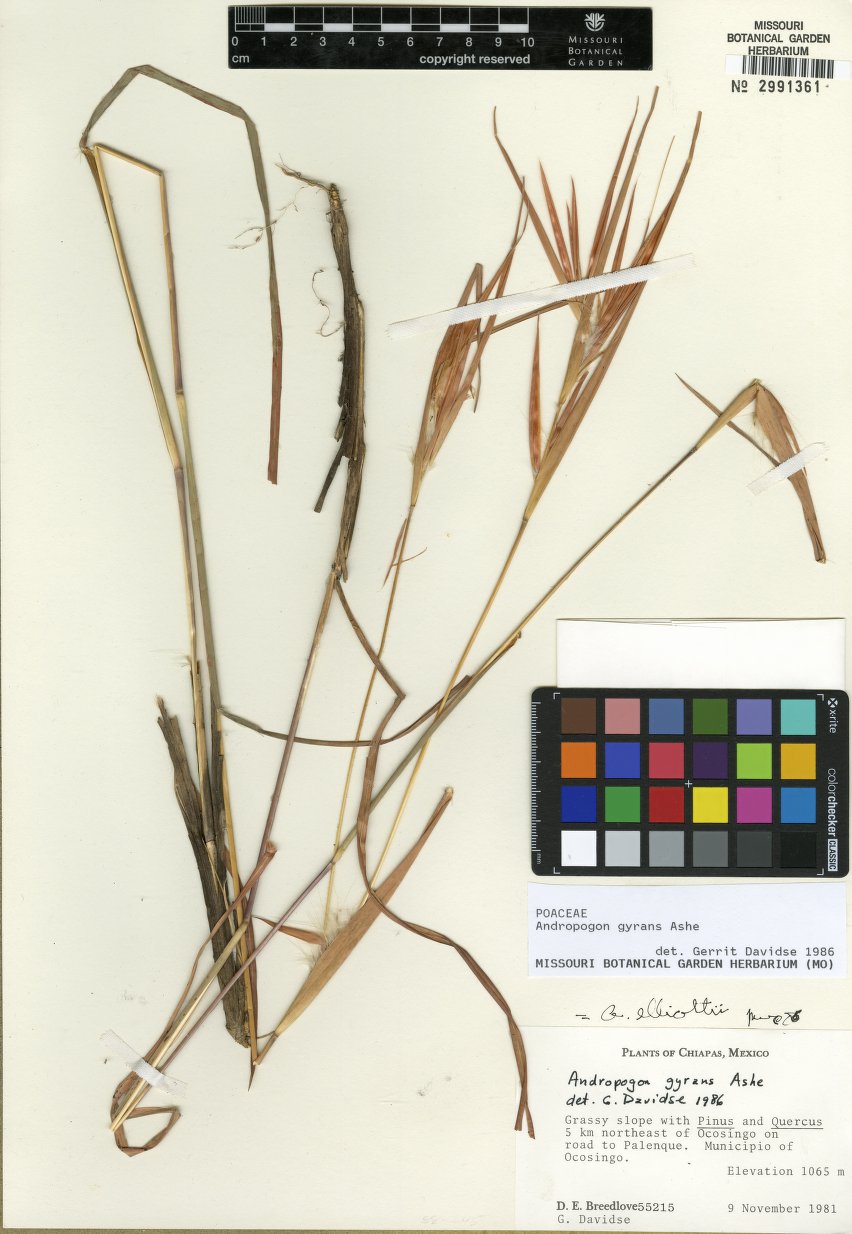 FLORA ILUSTRADA DEL NORESTE DE U.S.A.: POACEAE ANDROPOGONAE