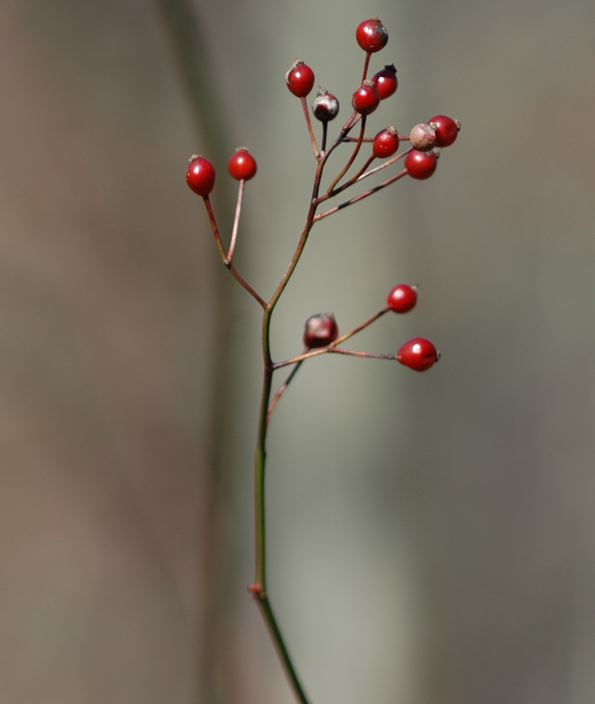 Field Biology in Southeastern Ohio: Some Ohio Roses