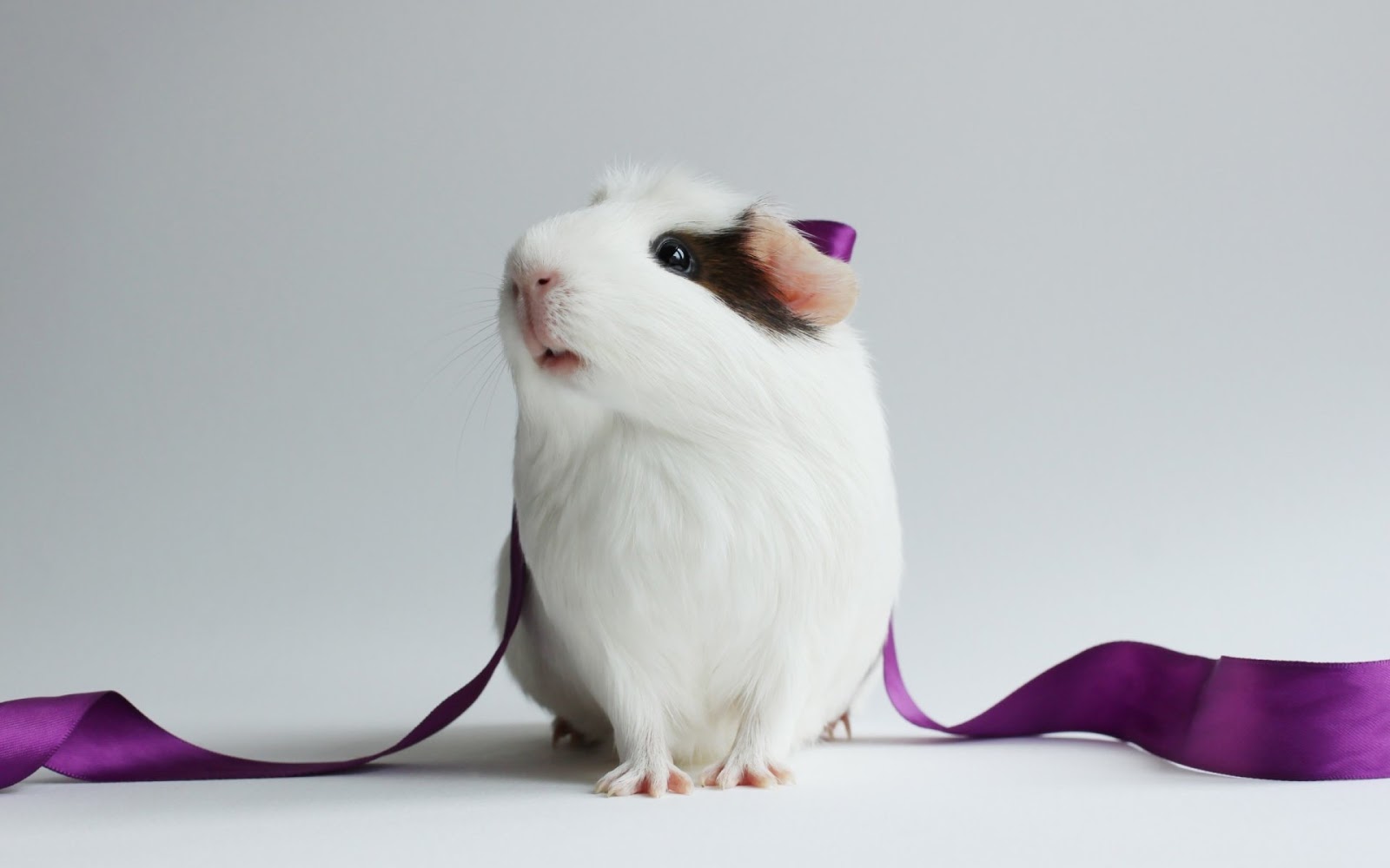 ΙΝΔΙΚΟ ΧΟΙΡΙΔΙΟ (GUINEA PIG) photos - wallpapers | the fun bank