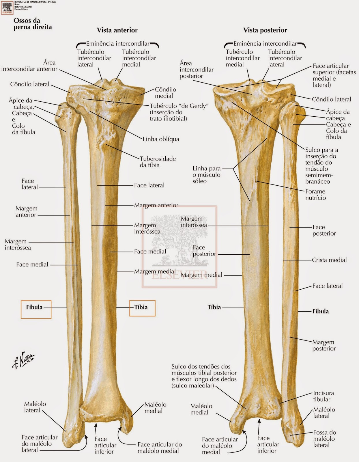 Ossos Da Tibia E Fibula - RETOEDU