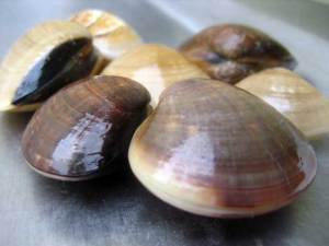 Kerang Langka di Pulau Gosong Abdya