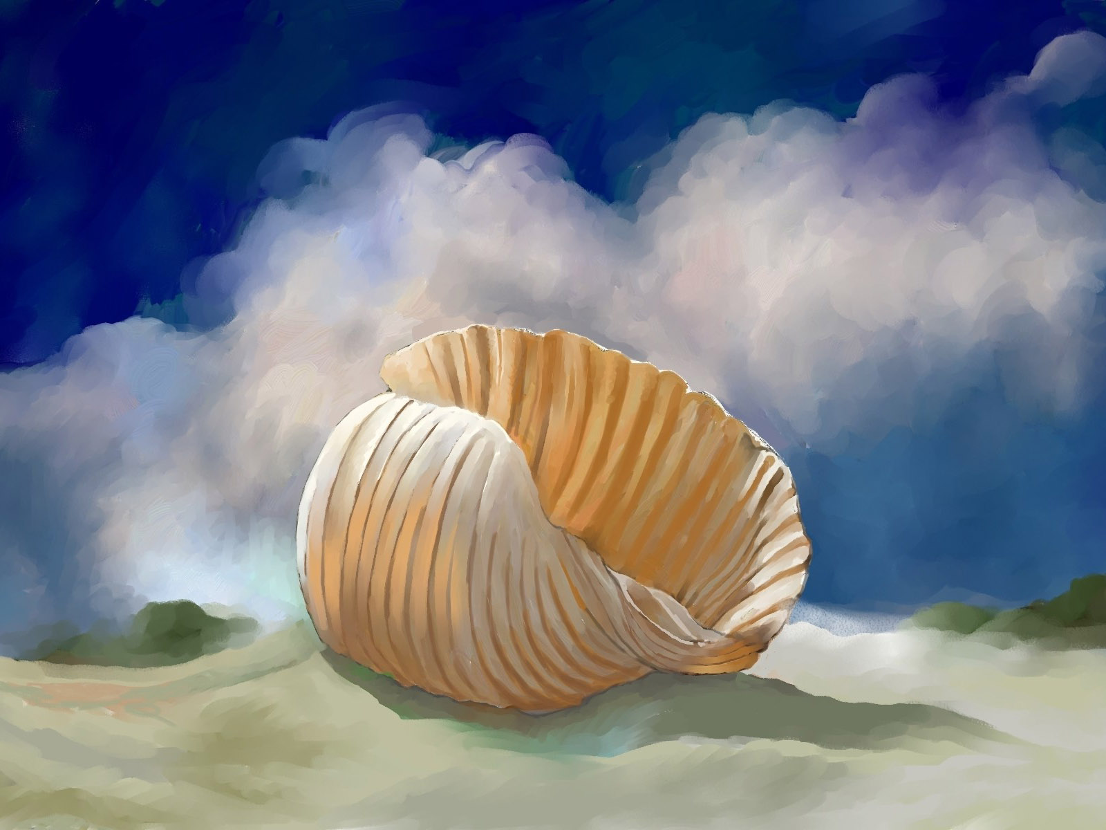 HD Wallpapers: Sea Shell Images