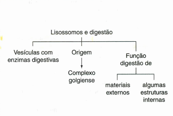 Lisossomos e digestão