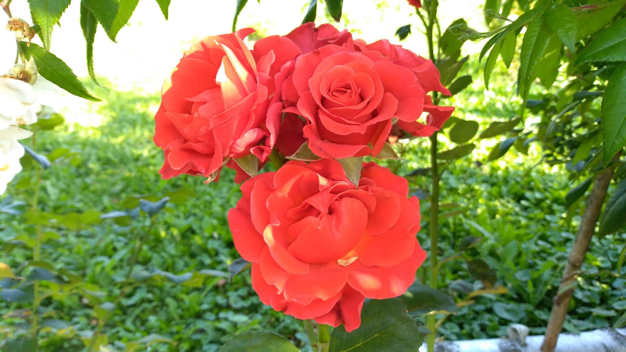 Ranczo Elma: Róża (Rosa) El Toro