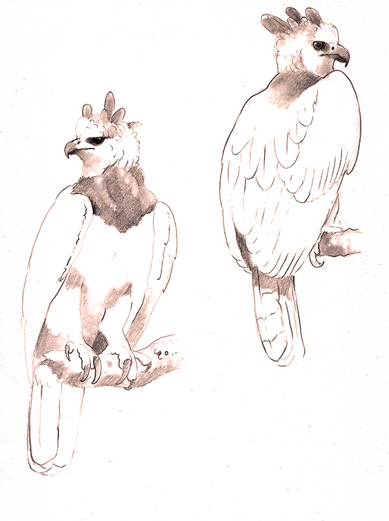 Eduardo Brettas - Bird Illustrator: Gavião-real, Harpy Eagle