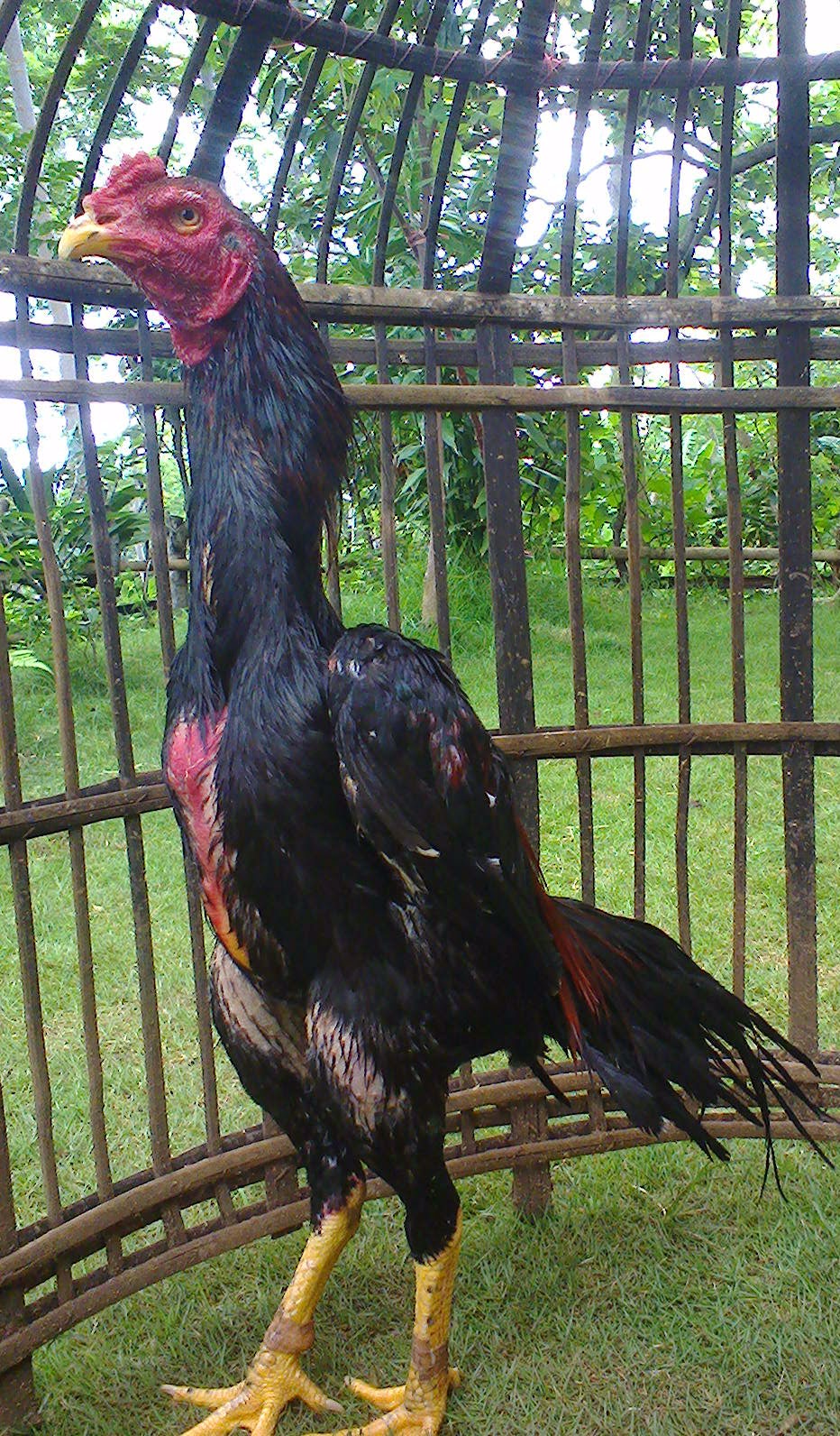 Ayam Bangkok F1 Saigon F1 Probolinggo Cock Fighter (PCF): Ayam Bangkok ...