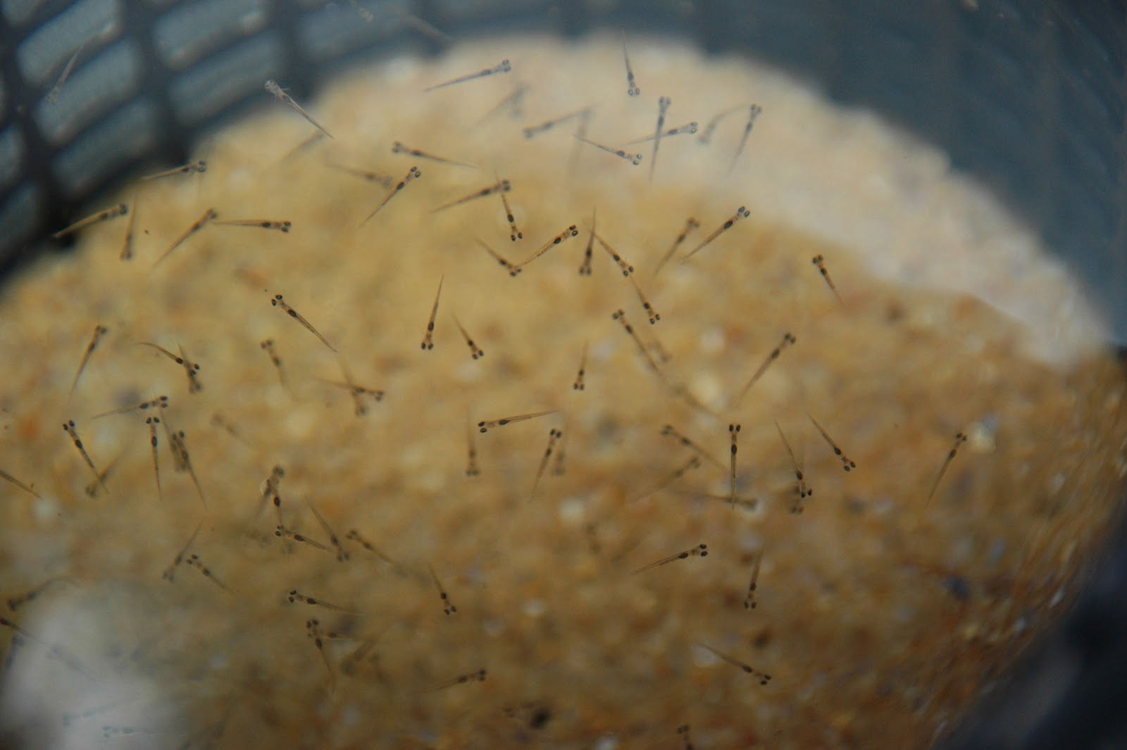 The Aquarist's Life: Successful reproduction of Rainbow shiners in ...