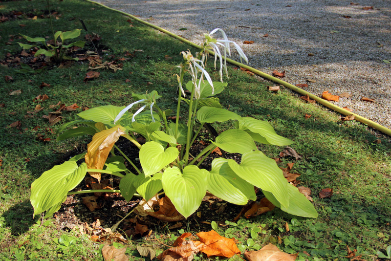 Hosta plantaginea - Fragrant plantain lily - August lily care and ...