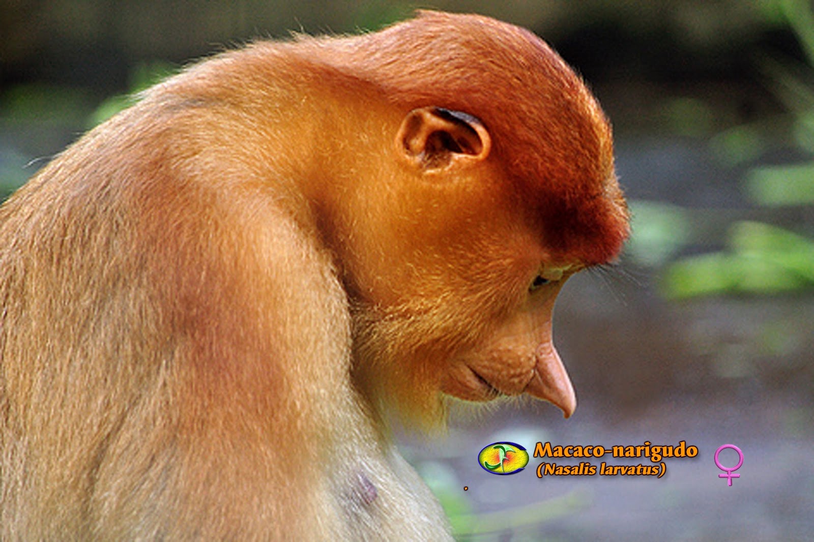 Mamíferos: Macaco-narigudo (Nasalis larvatus)