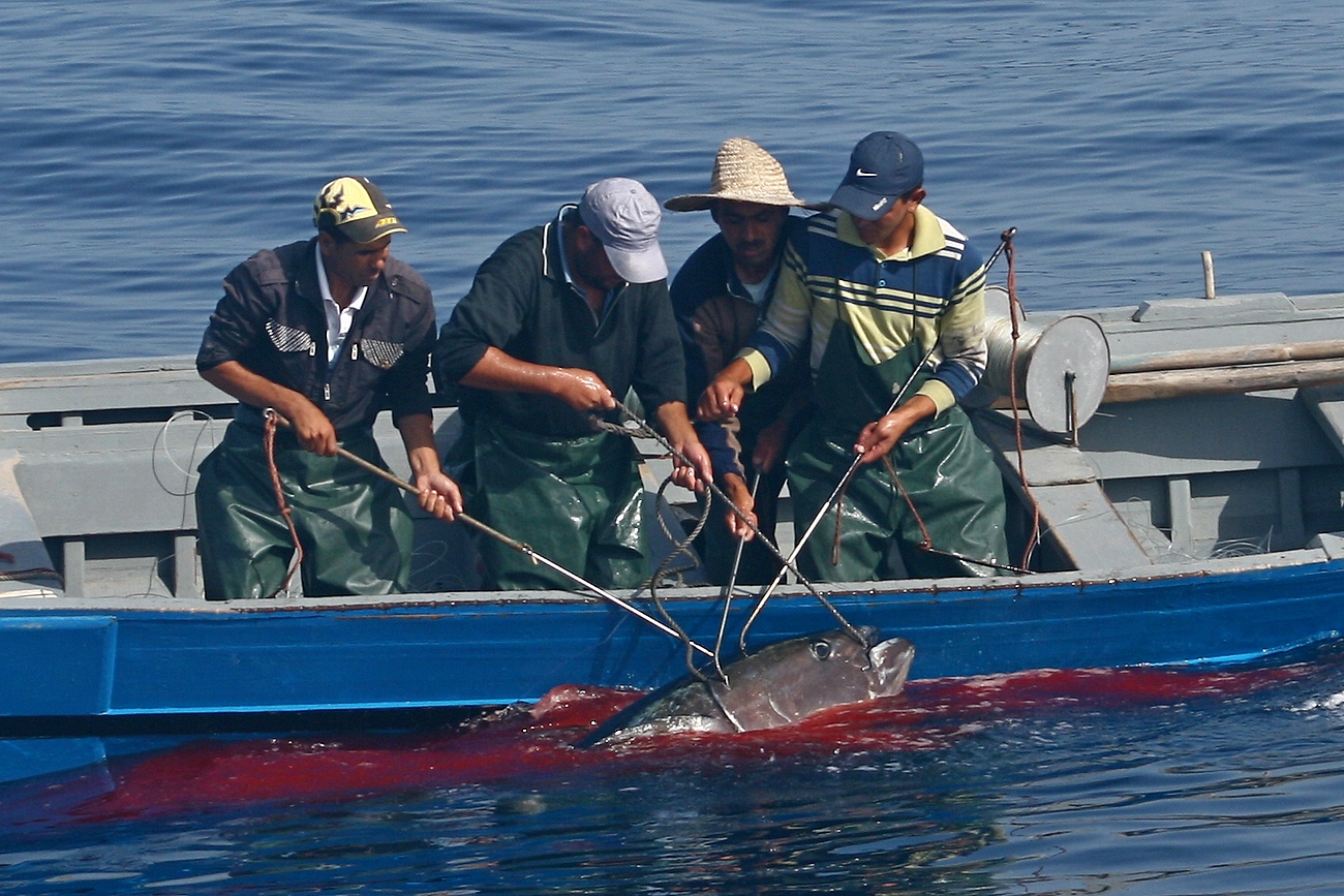 8x42: La otra pesca del Atún Rojo con anzuelo.