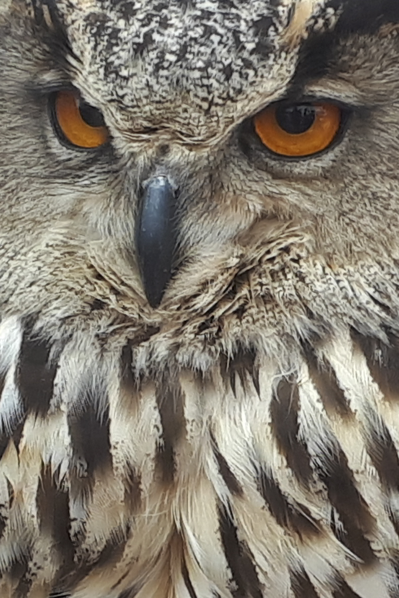 Los Ojuelos de Villarrubia de los Ojos: Un búho real (Bubo bubo) muerto ...